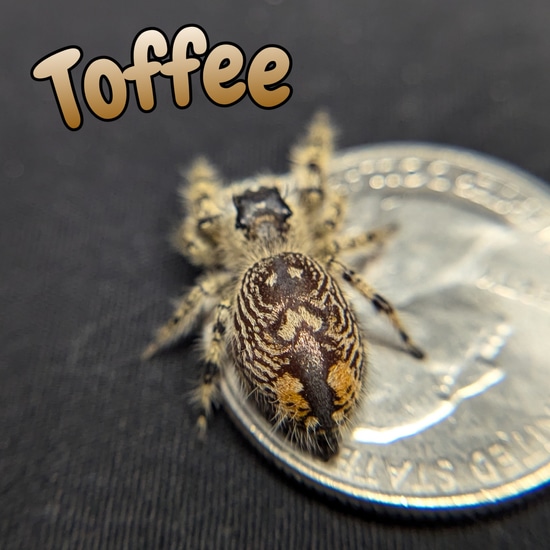 Otiosus Jumping Spider Female “Toffee” by Exotics Source Formely ...