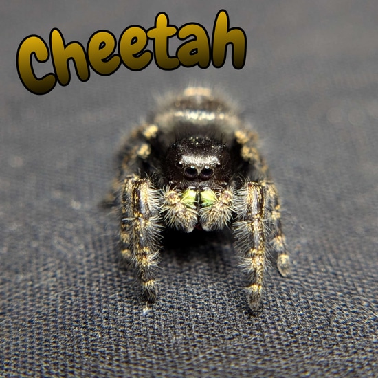 Audax Jumping Spider Unsexed “Cheetah” by Exotics Source Formely ...