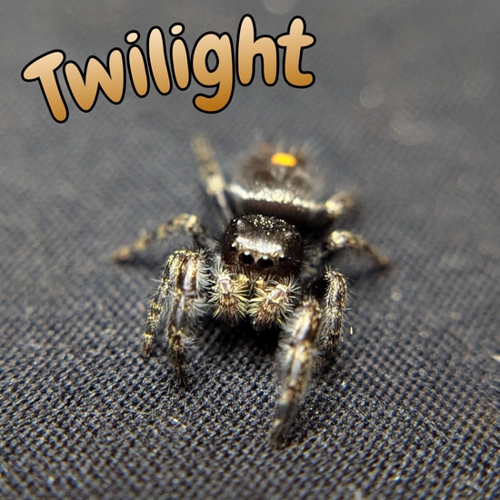 Audax Jumping Spider Unsexed “Twilight” by Exotics Source Formely ...