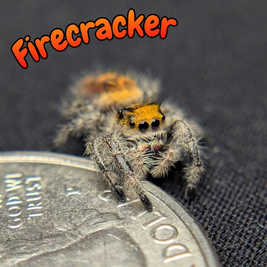 Regal Jumping Spider "Firecracker" by Exotics Source Formely Infinite ...