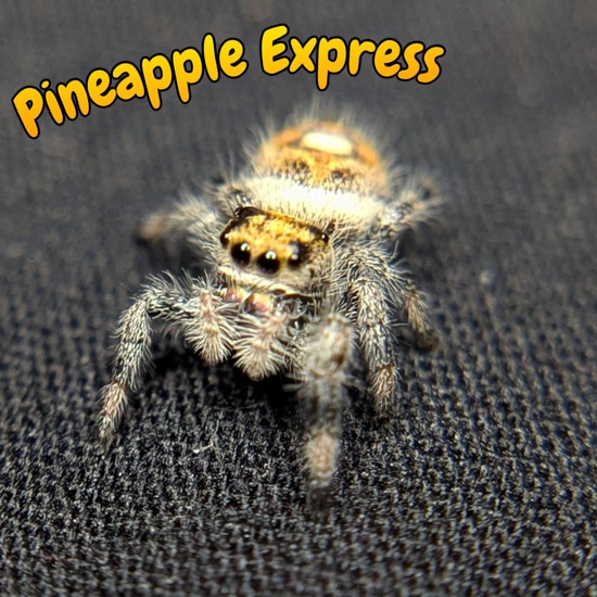 Regal Jumping Spider "Pineapple Express" by Exotics Source Formely ...