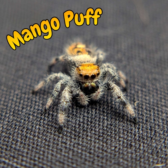 Regal Jumping Spider "Mango Puff" by Exotics Source Formely Infinite ...