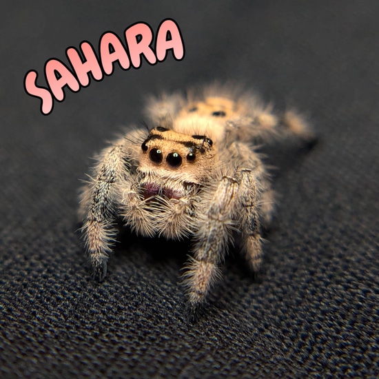 Regal Jumping Spider “Sahara” by Exotics Source Formely Infinite Reptiles