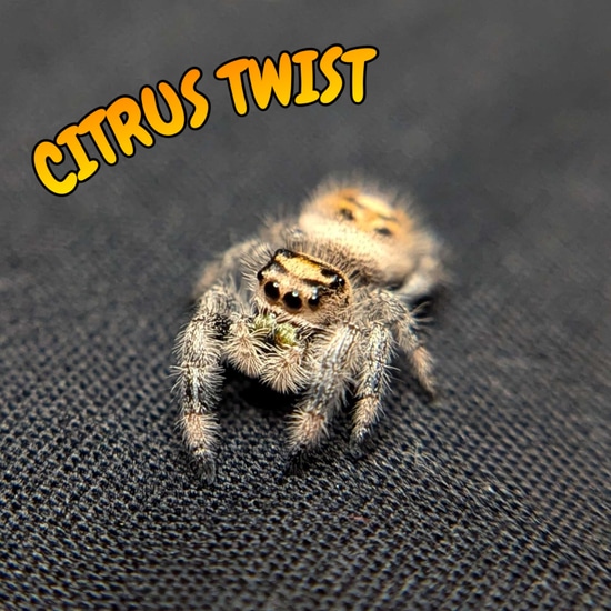 Regal Jumping Spider “Citrus Twist” by Exotics Source Formely Infinite ...