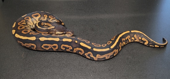 Black Pastel Gravel Ball Python by Infinite Reptiles & Rodents