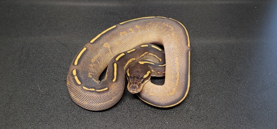 Mojave Asphalt Gravel Ball Python by Infinite Reptiles & Rodents