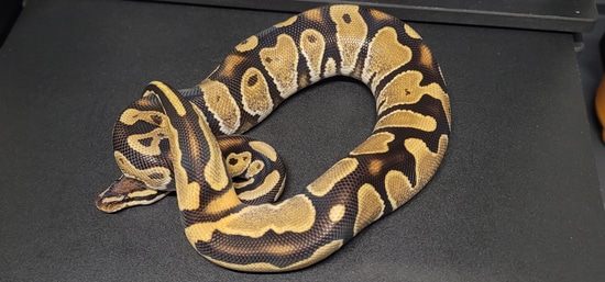 Orange Dream With Orange Ringer On Tail Ball Python by Infinite ...