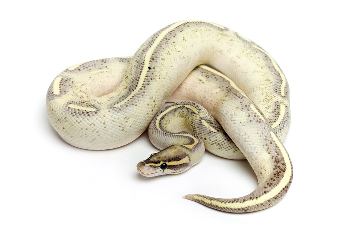 Highway Ball Python by Mothership Reptiles - MorphMarket