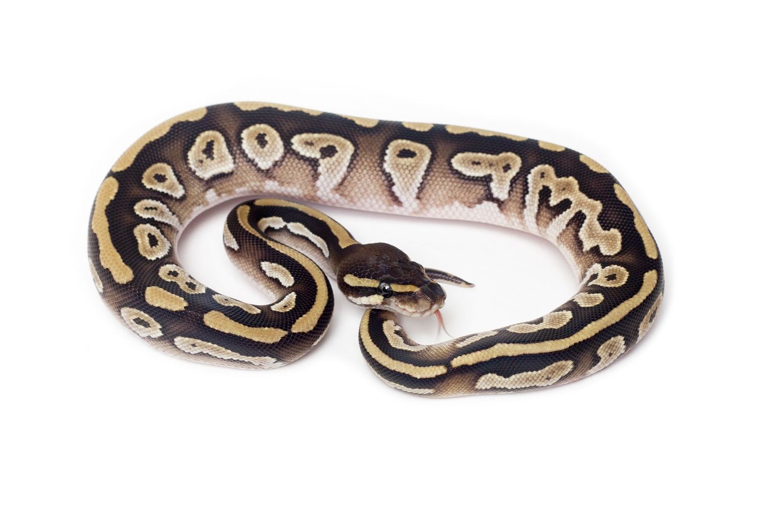 Mojave 100% Het Pied Ball Python by Mothership Reptiles - MorphMarket