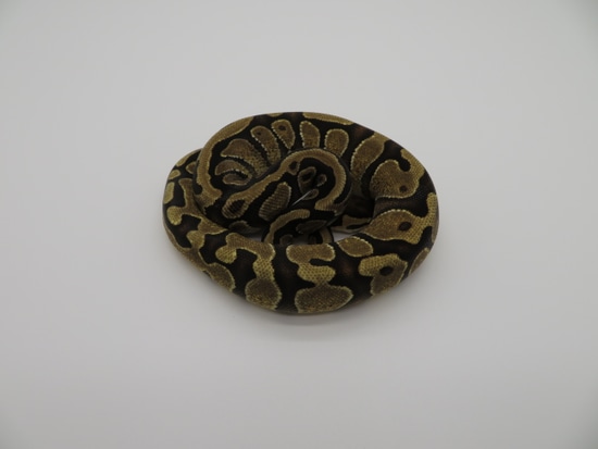 Gravel Or YB Ball Python by Infinity Balls