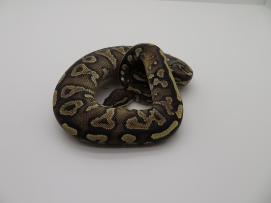 Phantom, Sable, YB, Fader Ball Python by Infinity Balls