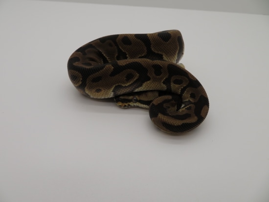 Enchi Leopard Ball Python by Infinity Balls