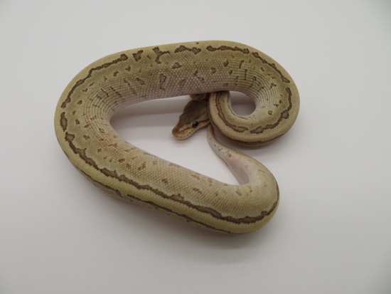 Mojave, Pastel, Pinstripe Ball Python by Infinity Balls