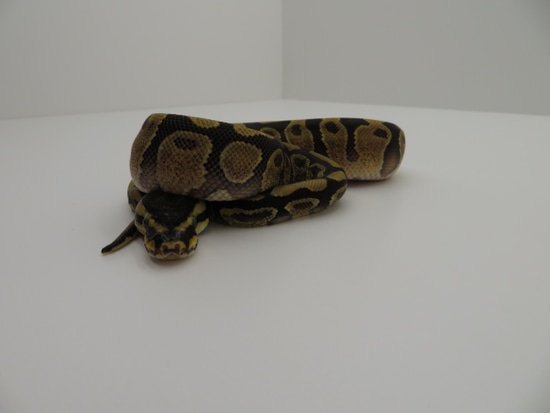 Gravel Ball Python by Infinity Balls