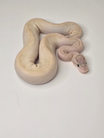 Ivory Ball Python by Infinity Balls