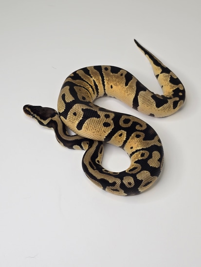 Pastel, Het DG/Pied Ball Python by Infinity Balls