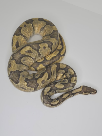 Orange Dream Orange Ghost Ball Python by Infinity Balls