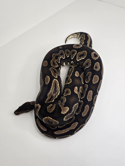 Cinnamon Yellowbelly Ball Python by Infinity Balls