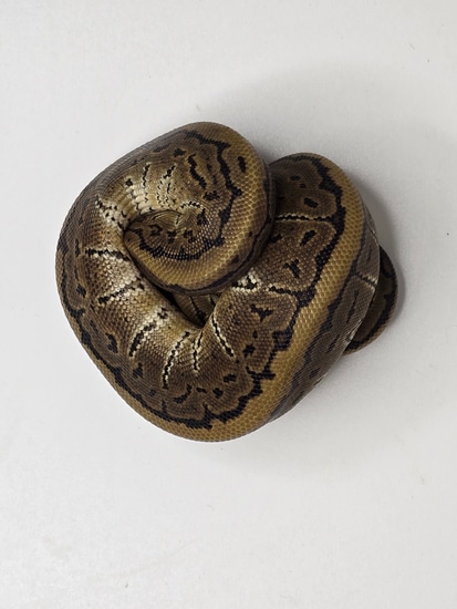 Pinstripe Pastel Ball Python by Infinity Balls