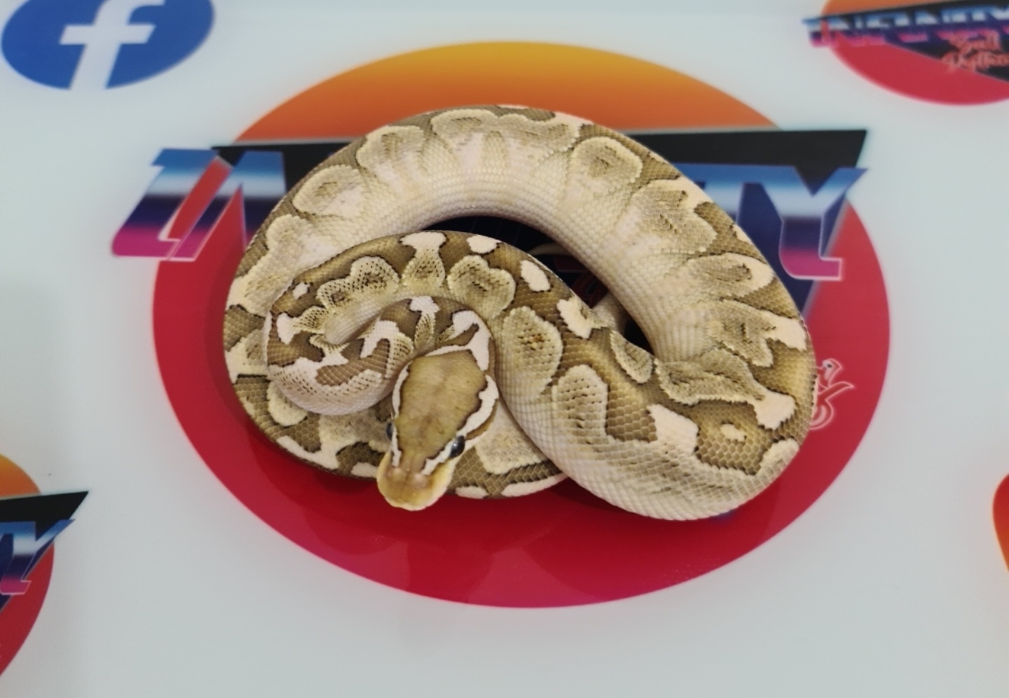 (SALE PRICE REDUCED)Bamboo Pastel Het Clown Ball Python by Infinity ...