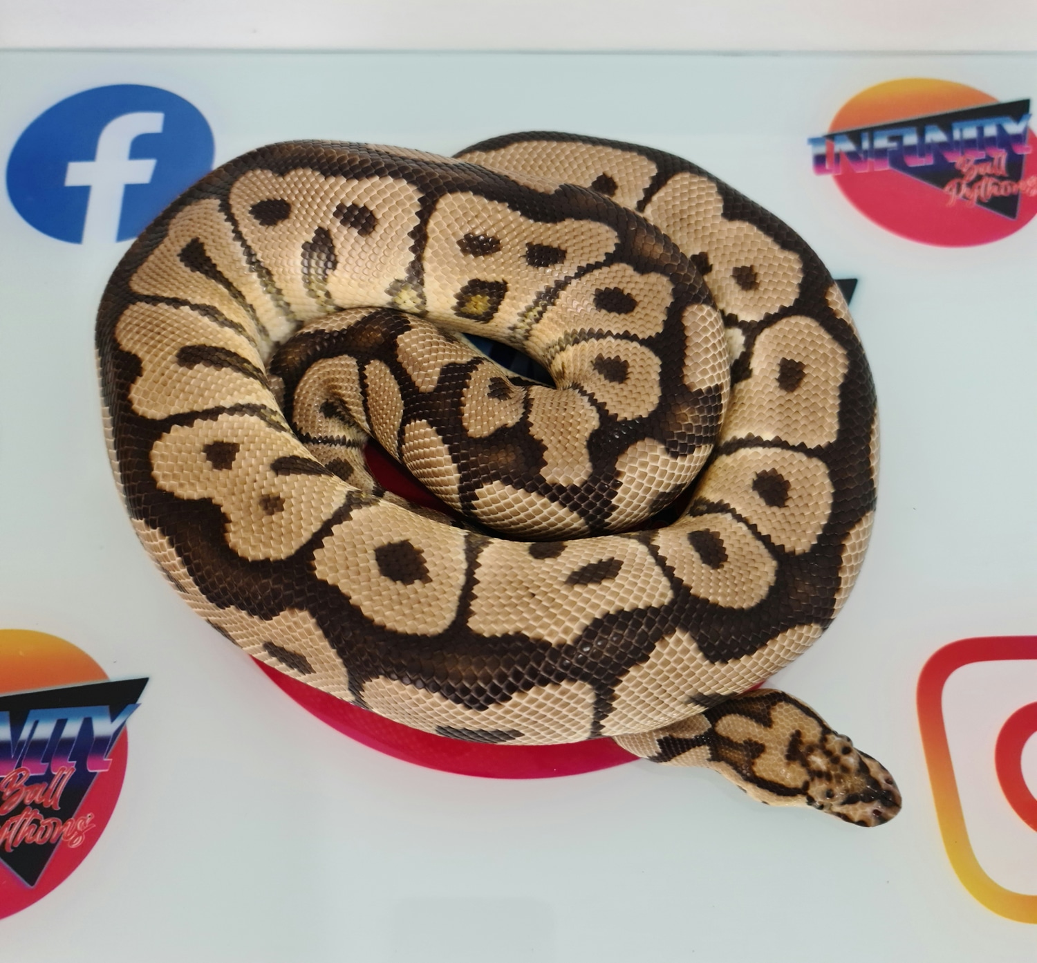 Spotnose Clown Ball Python by Infinity Ball Pythons - MorphMarket