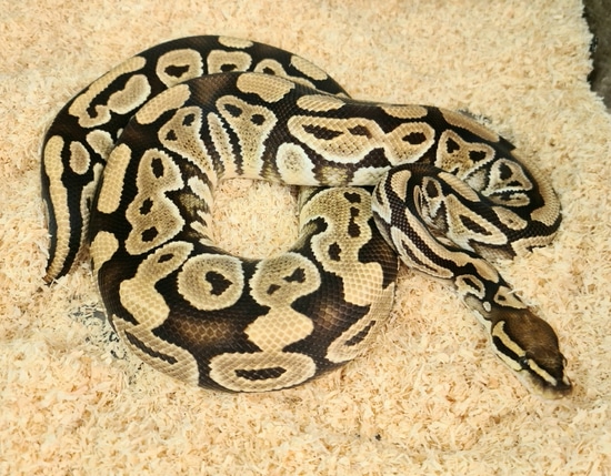 Special Het Clown Ball Python by Infinity Ball Pythons
