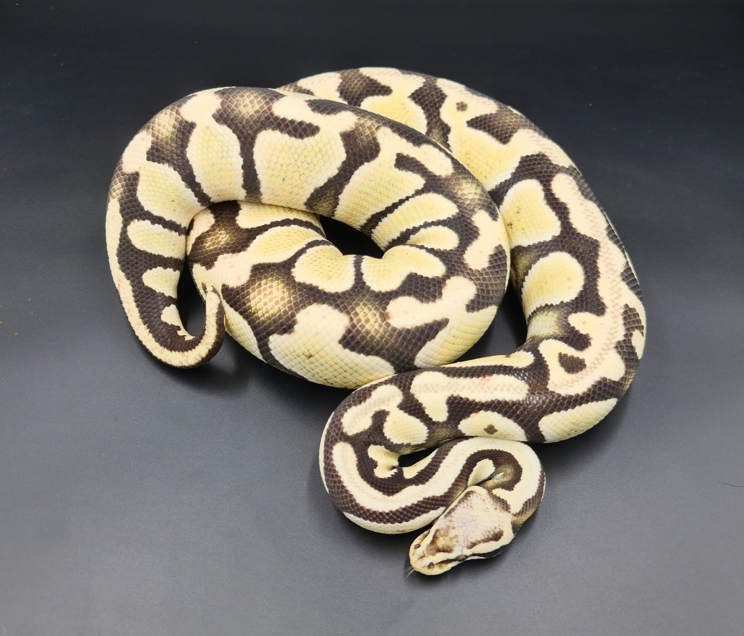 Pastel Desert Ghost Ball Python by Infinity Ball Pythons - MorphMarket