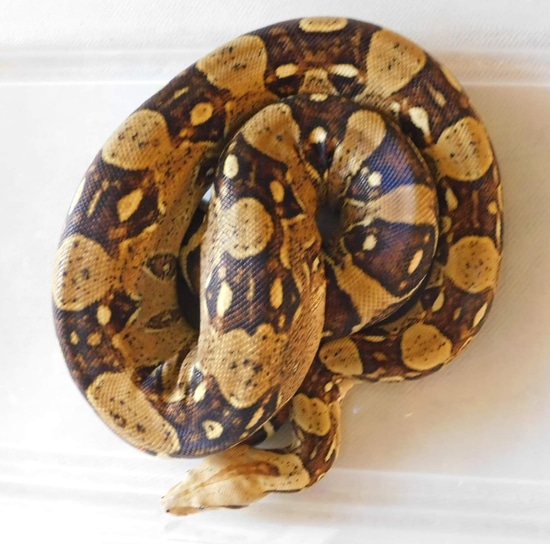 Nova Monster Tail Boa Constrictor by Infinity Exotics