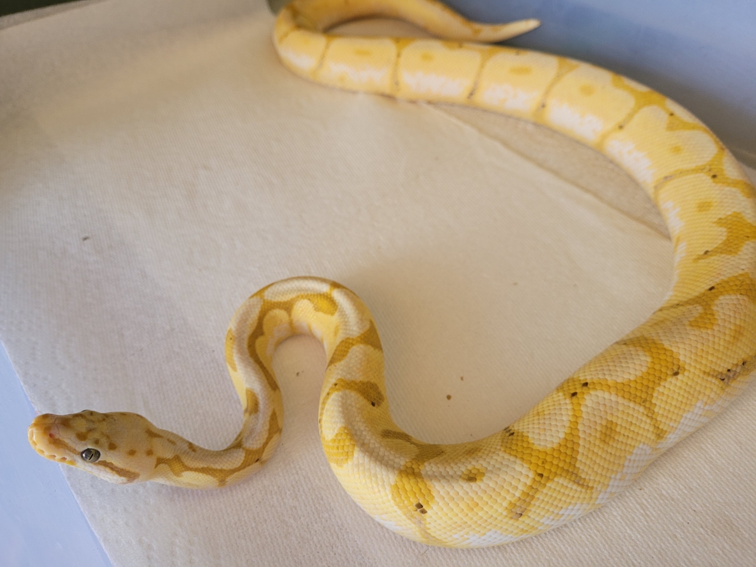 Banna Spider Pastel Ball Python by Infinity Exotics - MorphMarket