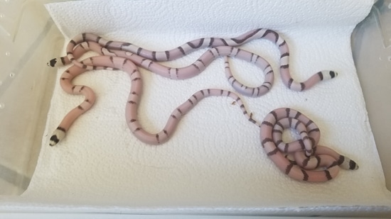 Aberrant Ghost Honduran Milksnake Honduran Milk Snake by Infrared Reptiles