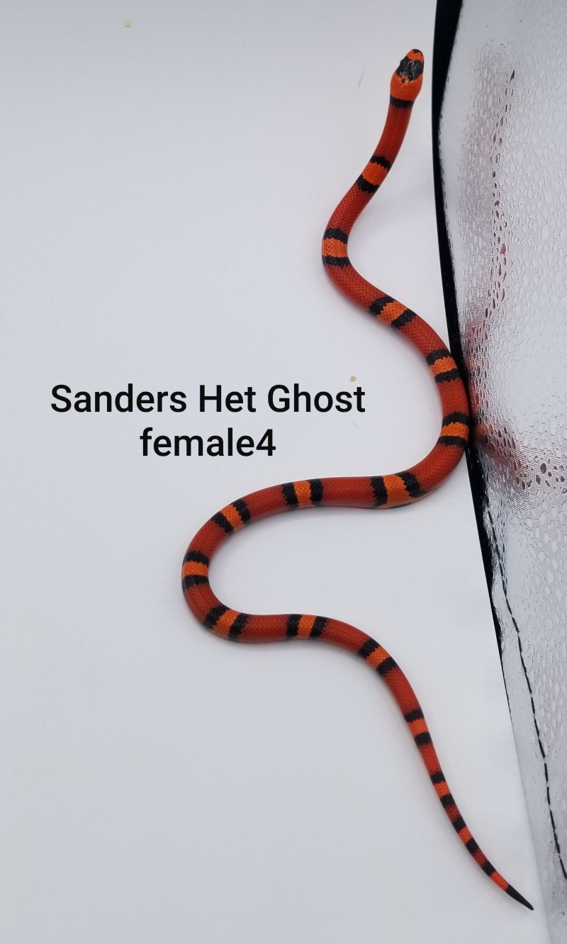 Sanders Line Tangerine Honduran Honduran Milk Snake by Infrared ...