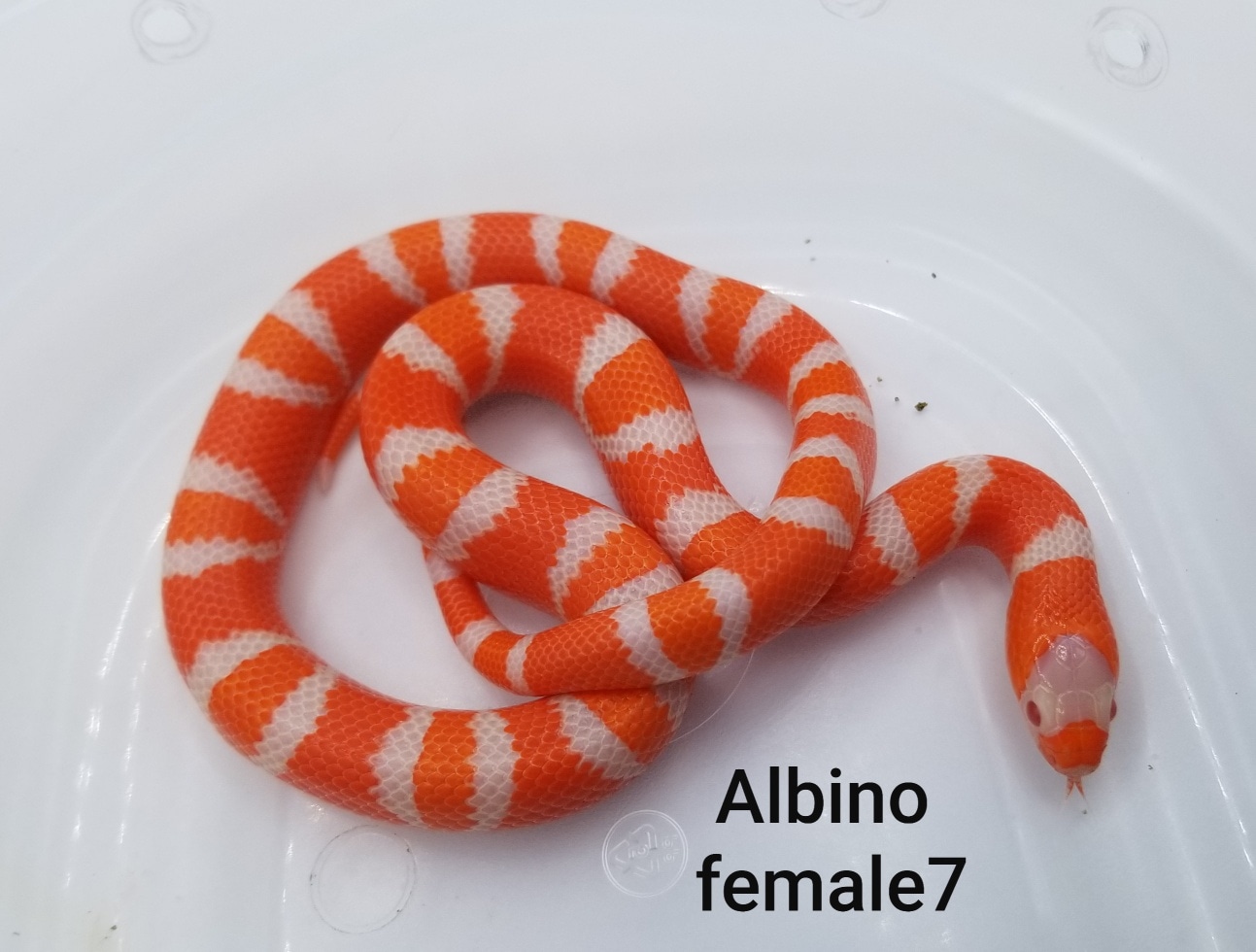 Albino Tangerine Honduran Milk Snake by Infrared Reptiles - MorphMarket