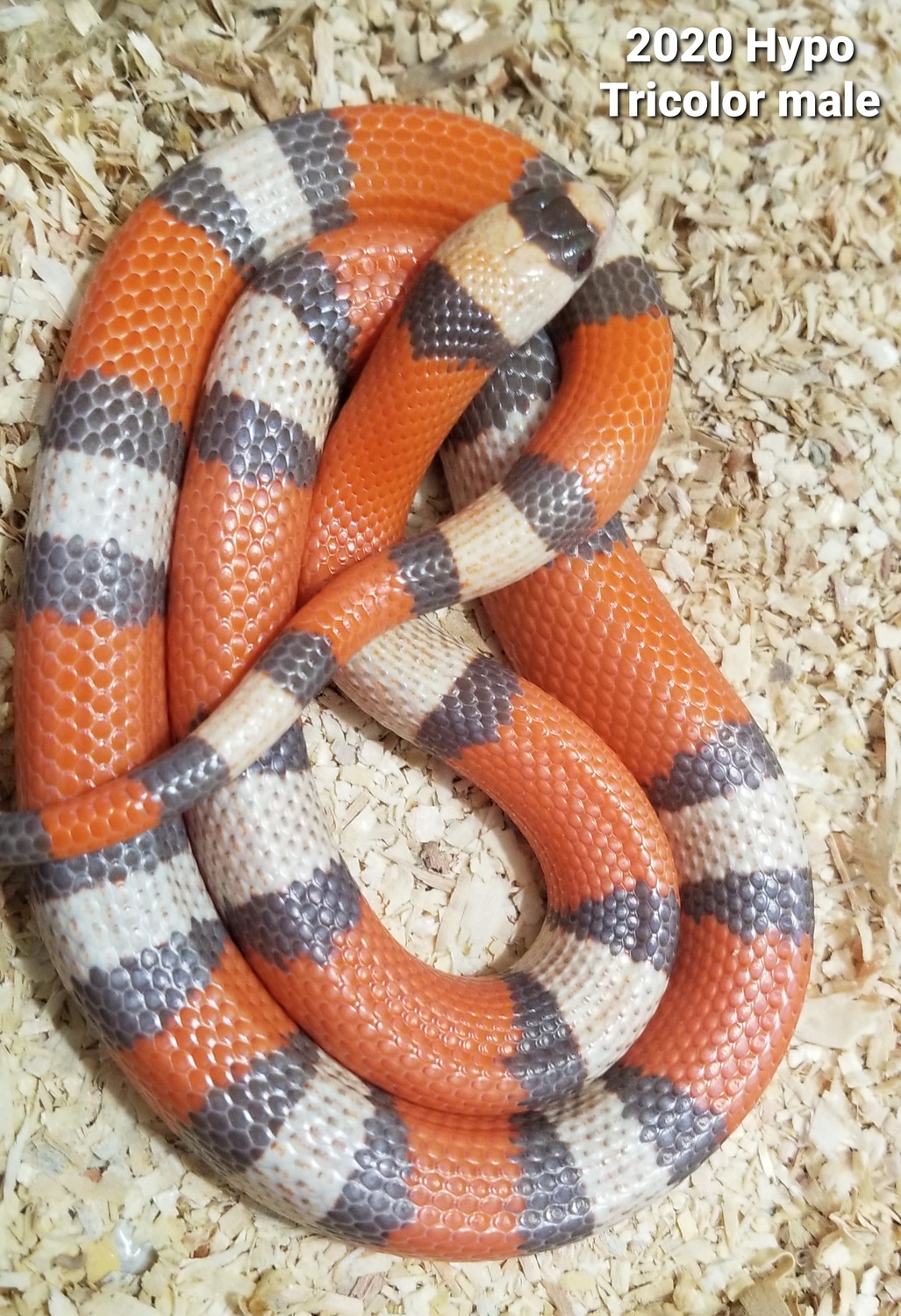 2020 Ultra Light Hypo Tricolor Honduran Milk Snake by Infrared Reptiles ...