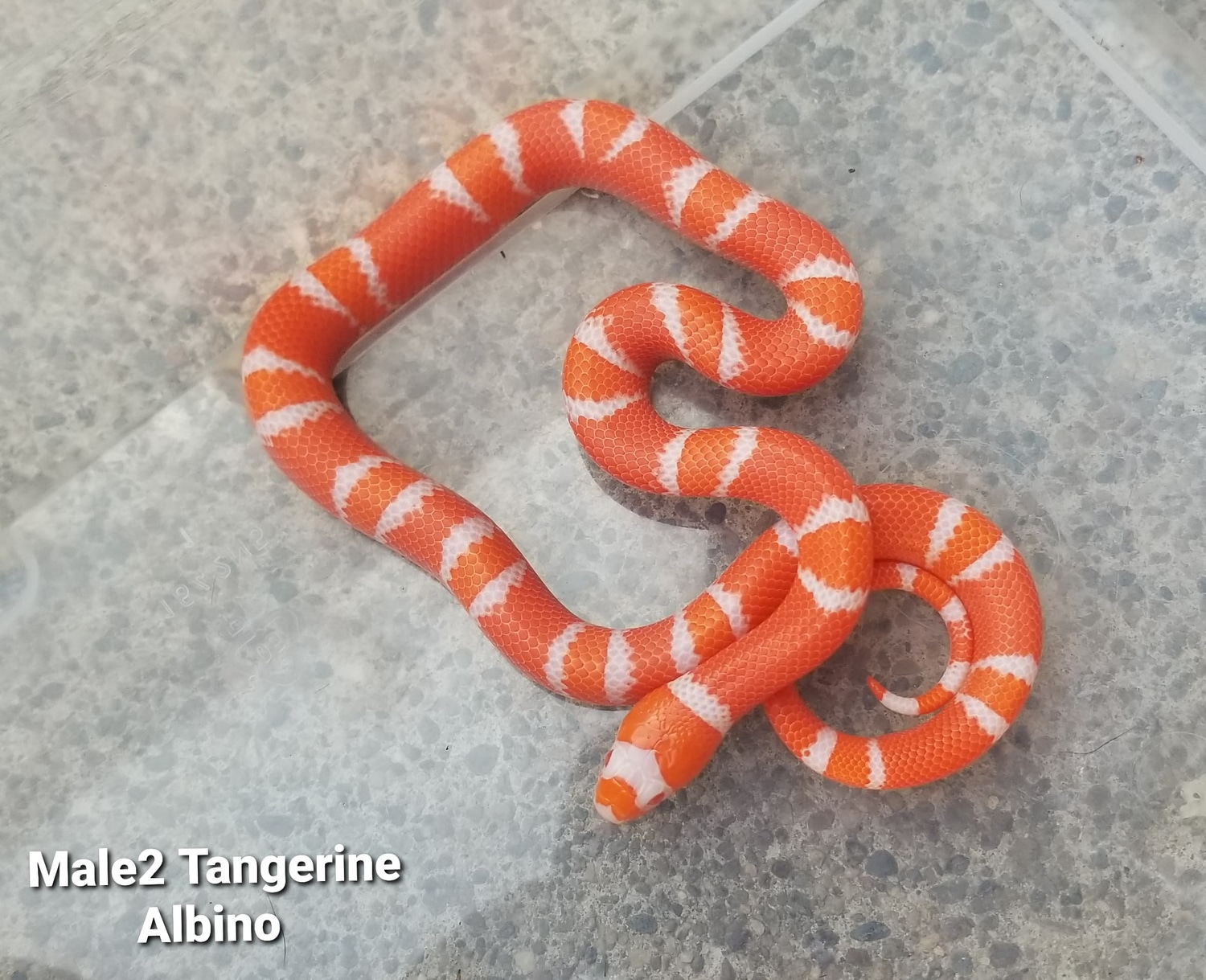 Tangerine Albino Honduran Milk Snake by Infrared Reptiles - MorphMarket