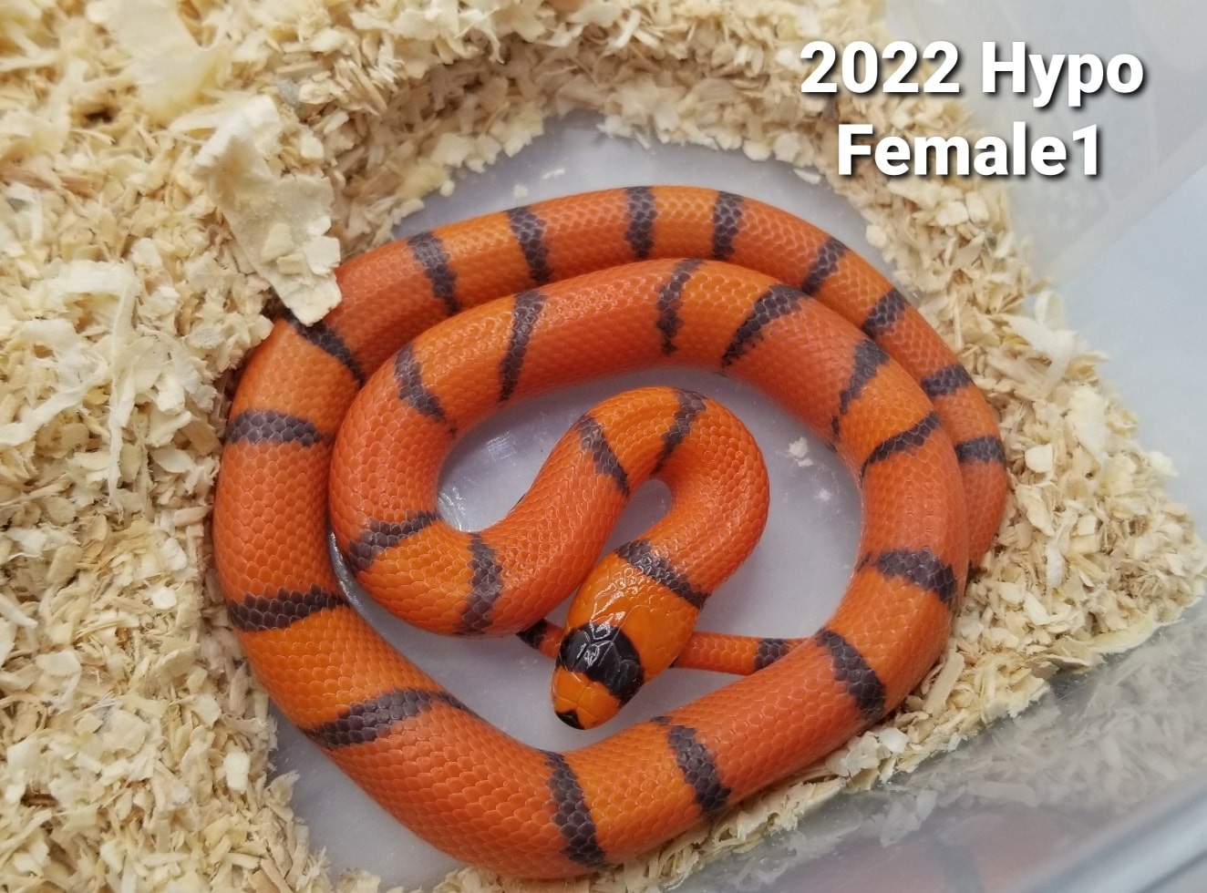 Hypo Tangerine Honduran Milk Snake by Infrared Reptiles - MorphMarket