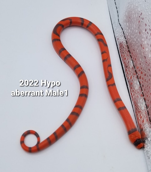 Aberrant Hypo Honduran Honduran Milk Snake by Infrared Reptiles