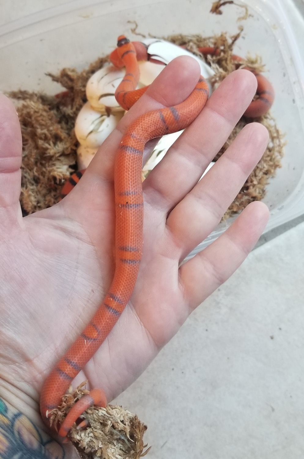 Vanishing Pattern Hypo Sanders Outcross Line Honduran Milk Snake by ...