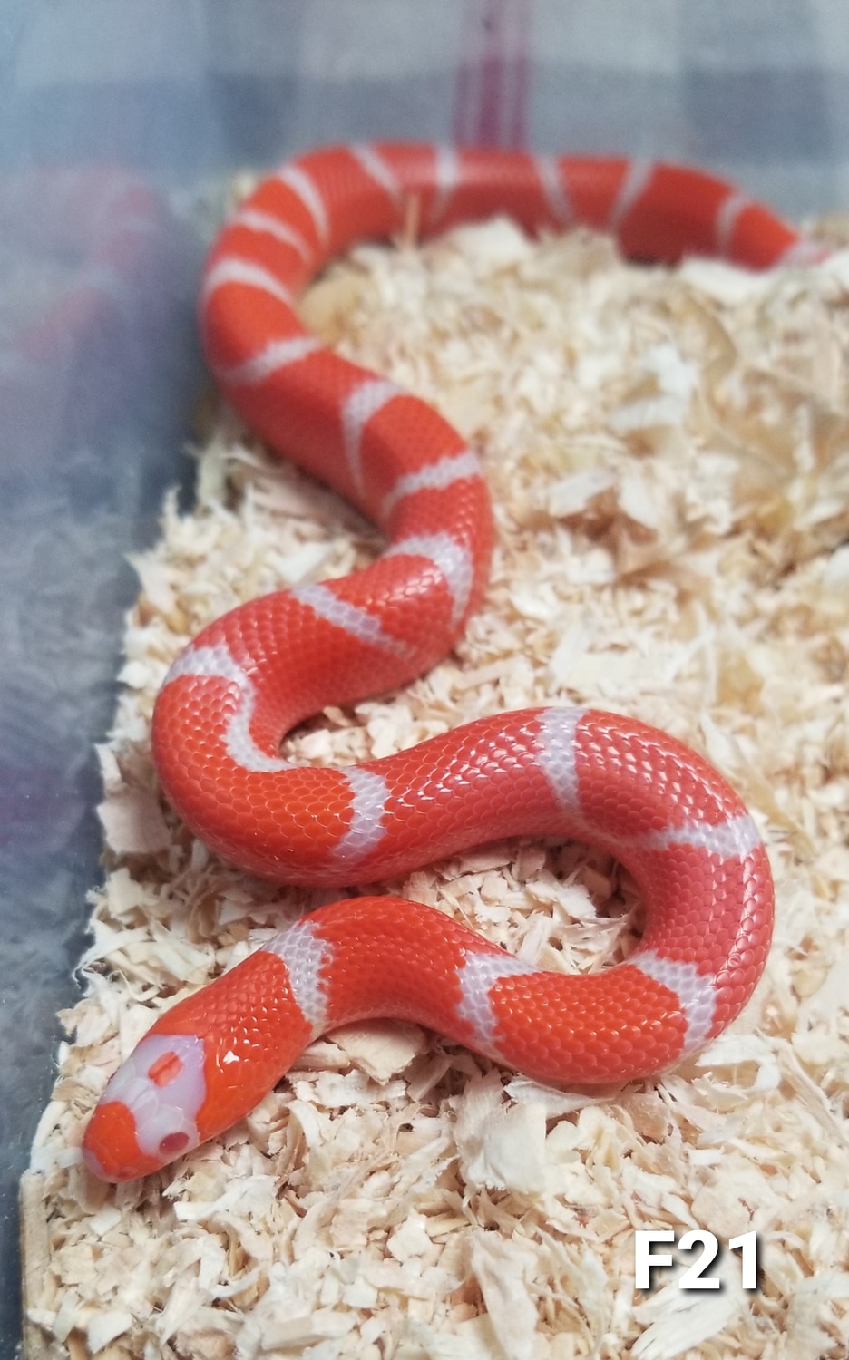 Tangerine Albino Honduran Milk Snake by Infrared Reptiles - MorphMarket