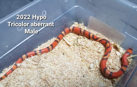 Aberrant Hypo Tricolor Honduran Honduran Milk Snake by Infrared Reptiles