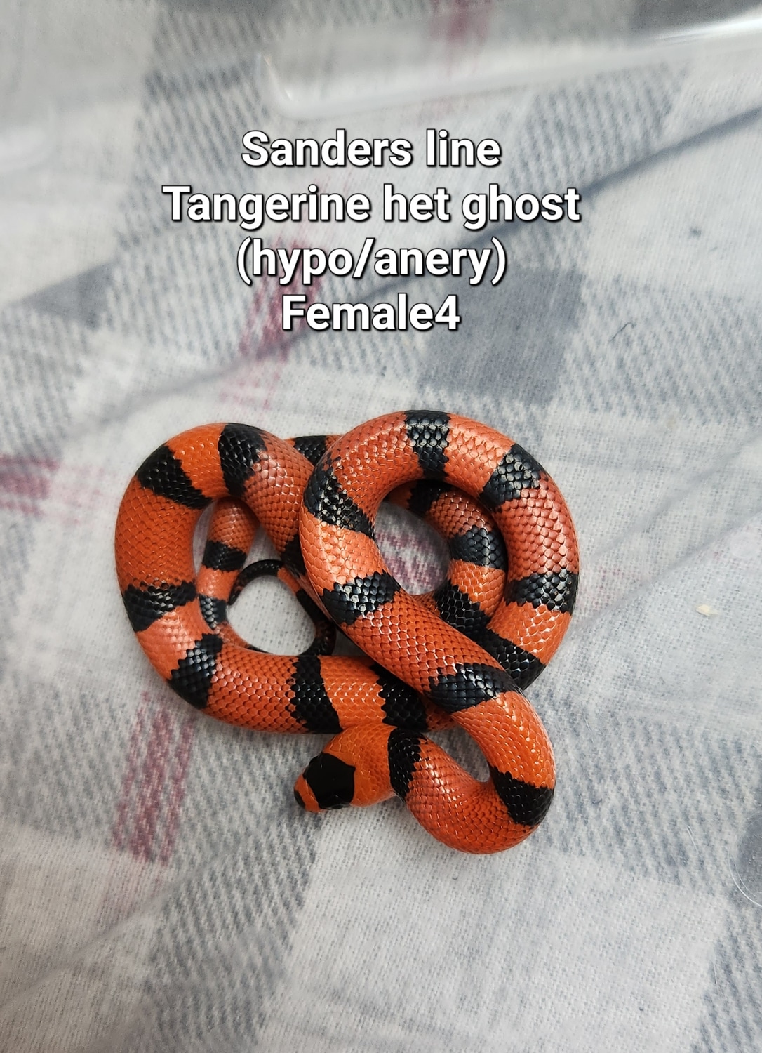 Sanders Line Tang. Dh Ghost Honduran Milk Snake by Infrared Reptiles ...