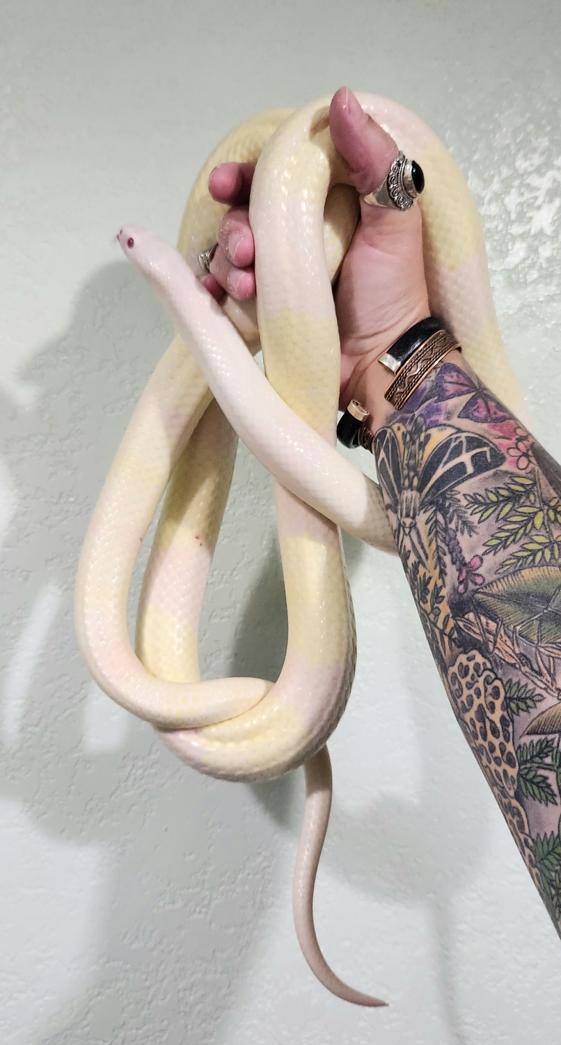 Snow Honduran Milk Snake by Infrared Reptiles - MorphMarket