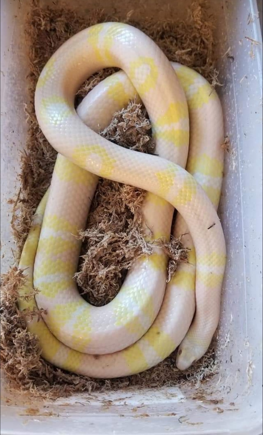 Snow Honduran Milk Snake by Infrared Reptiles - MorphMarket