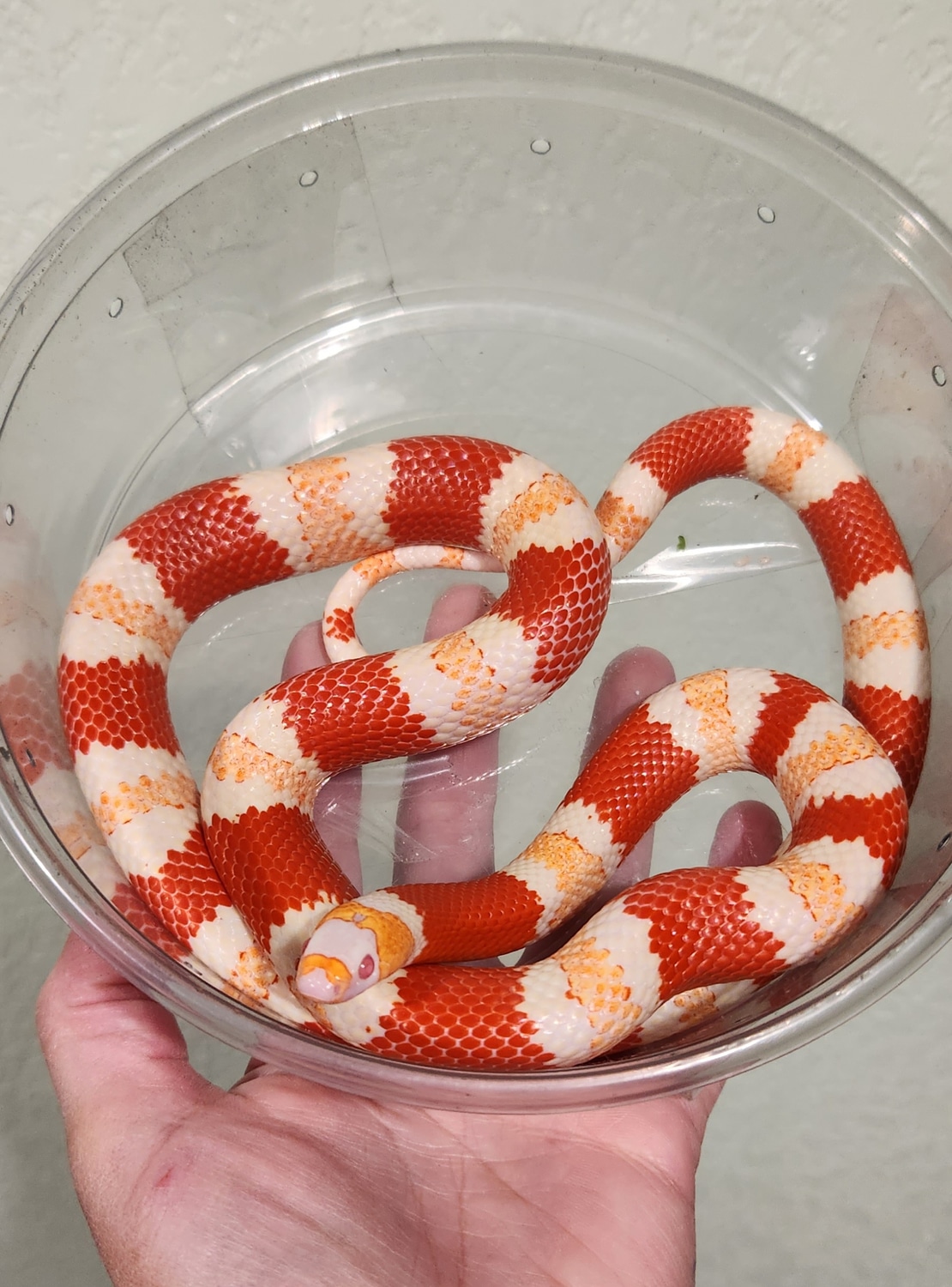 Albino Tricolor Extreme Line Honduran Milk Snake by Infrared Reptiles ...