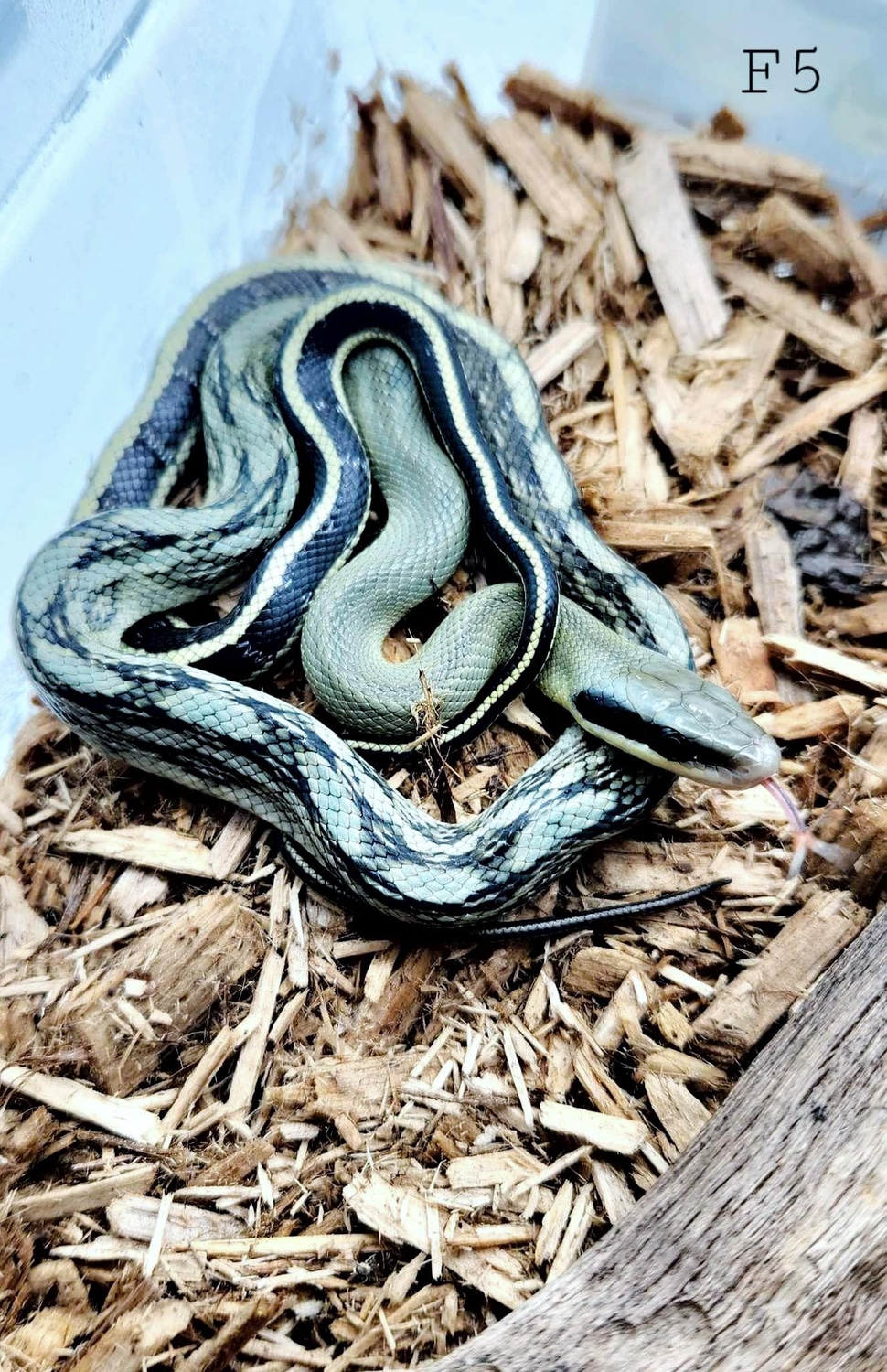 Vietnamese Blue Beautys Beauty Rat Snake by Infrared Reptiles - MorphMarket
