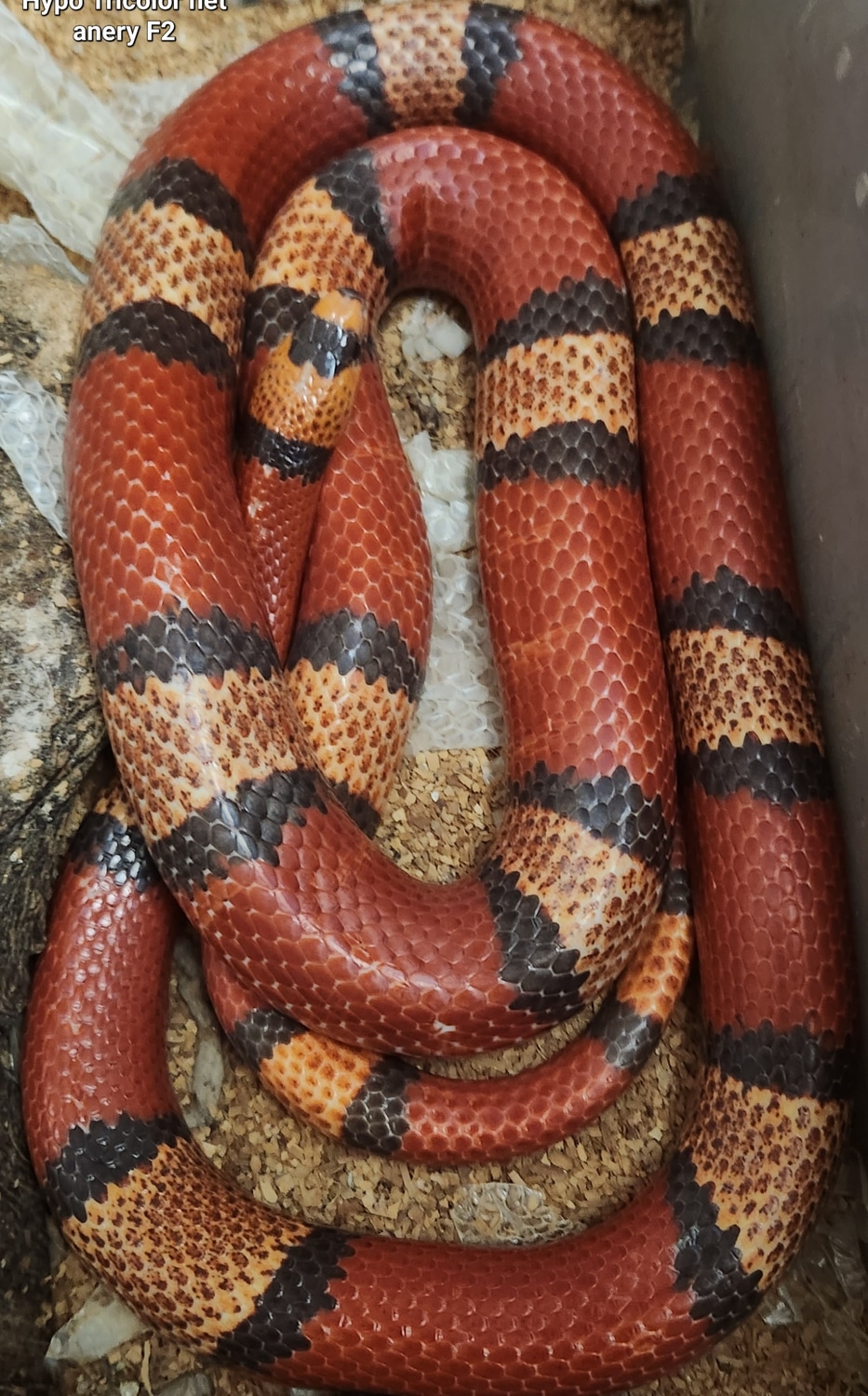 Adult Hypo Tricolor Honduran Milk Snake by Infrared Reptiles - MorphMarket
