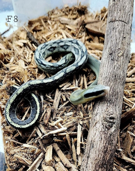 Blue Beauty Female8 Beauty Rat Snake by Infrared Reptiles