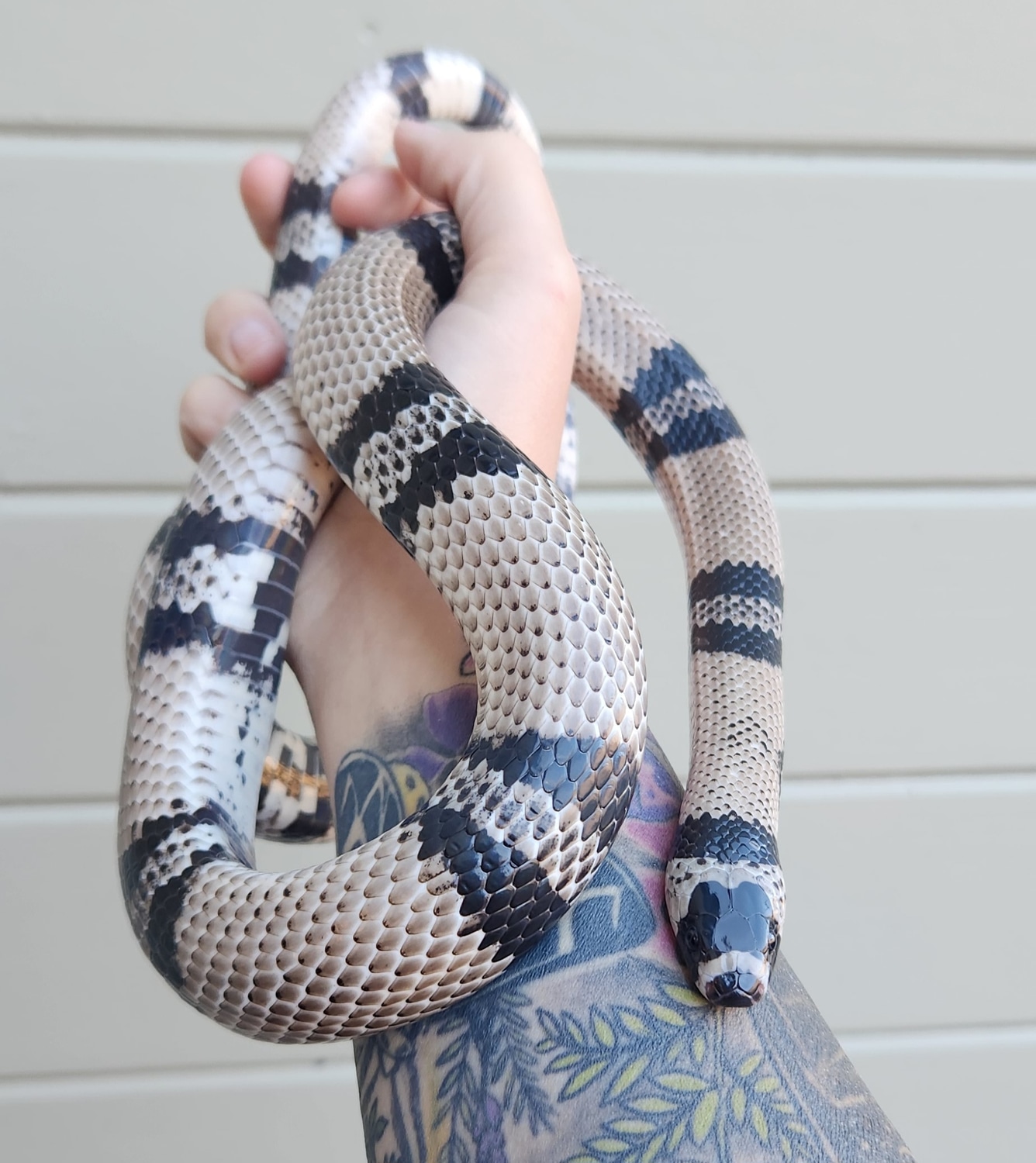 Anery Adult Male - Reduced Price Honduran Milk Snake by Infrared ...