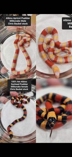 1.1 Albino / Het Alb Pueblan Pair Pueblan Milk Snake by Infrared Reptiles