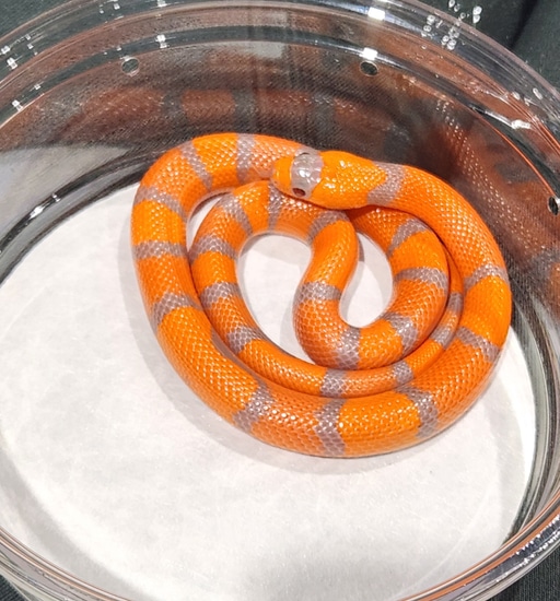 Extreme Hypo Honduran Milk Snake by Infrared Reptiles