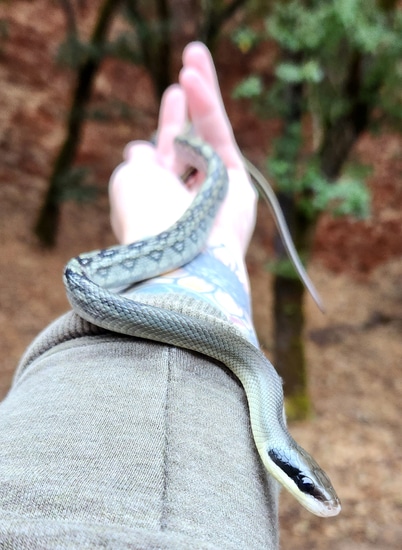 Pair Of Vietnamese Blue Beauty Ratsnakes Beauty Rat Snake by Infrared ...